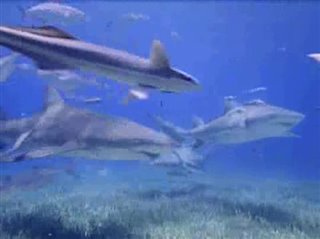 DEEP SEA 3D Trailer | Movie Trailers and Videos